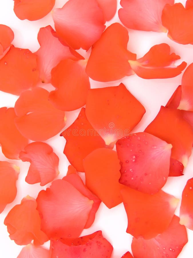 Petals stock photo. Image of garden, lawn, elaboration - 7271964