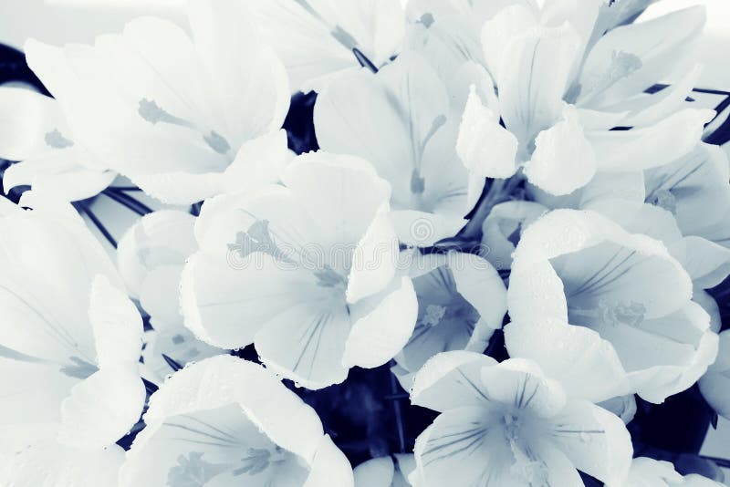 Petals Delicate Flowers Texture Stock Image - Image of arrangement ...