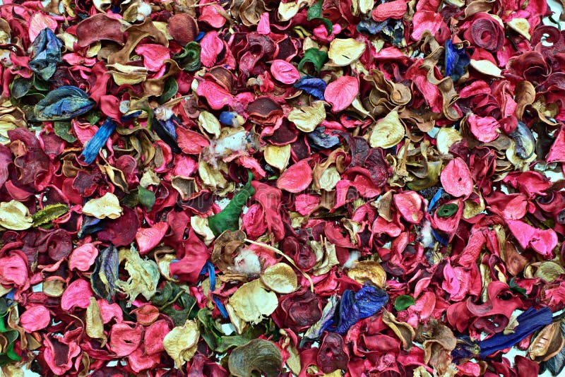 Petals of Different Flowers and Plants Stock Image - Image of petals ...