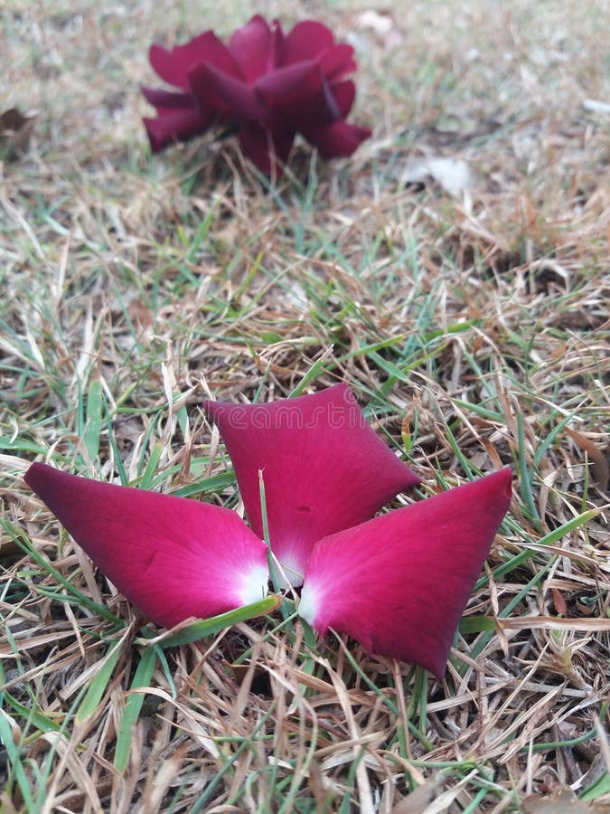 Petals of the Fallen Red Rose Stock Image - Image of rose, beauty ...
