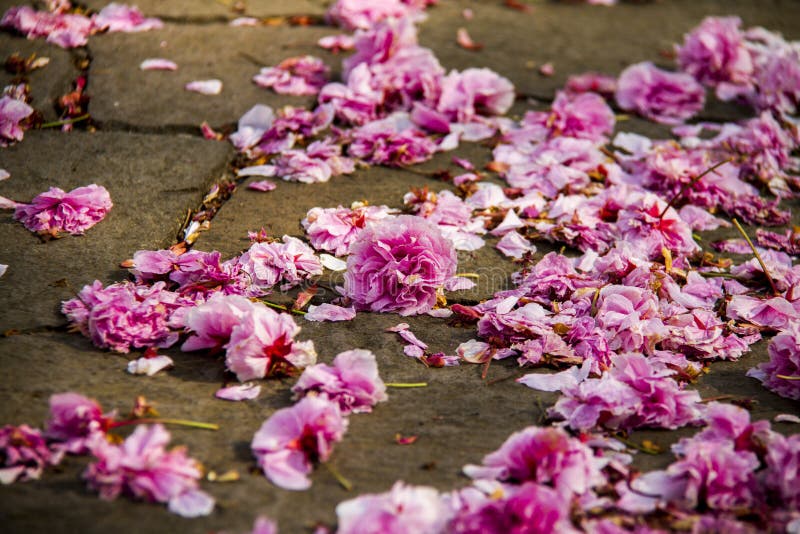 Petals stock photo. Image of fall, feel, hill, feeling - 63915152