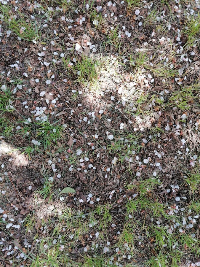 The Petals of the Flowering Trees Falling To the Ground Stock Photo ...