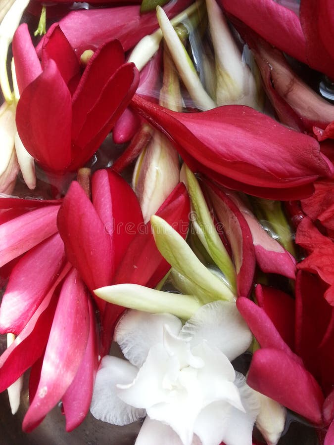 Petals stock image. Image of nature, flowers, petals - 70010071