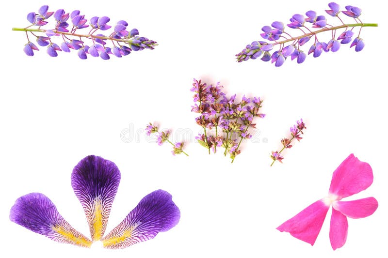 Petals of Iris, Rose, Inflorescence of Lupinus, Salvia, Isolated on ...
