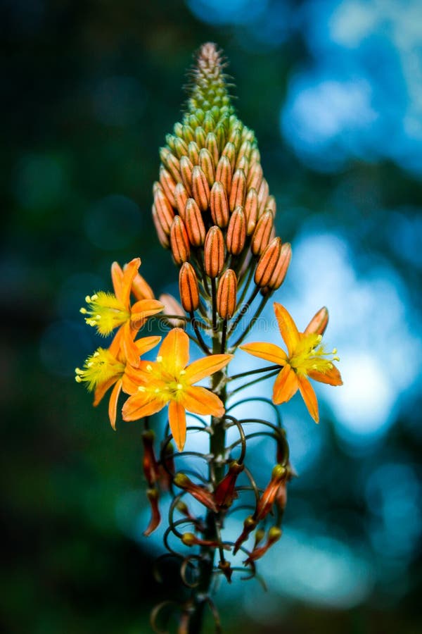 Nature Dieties Stock Photos - Free & Royalty-Free Stock Photos from ...