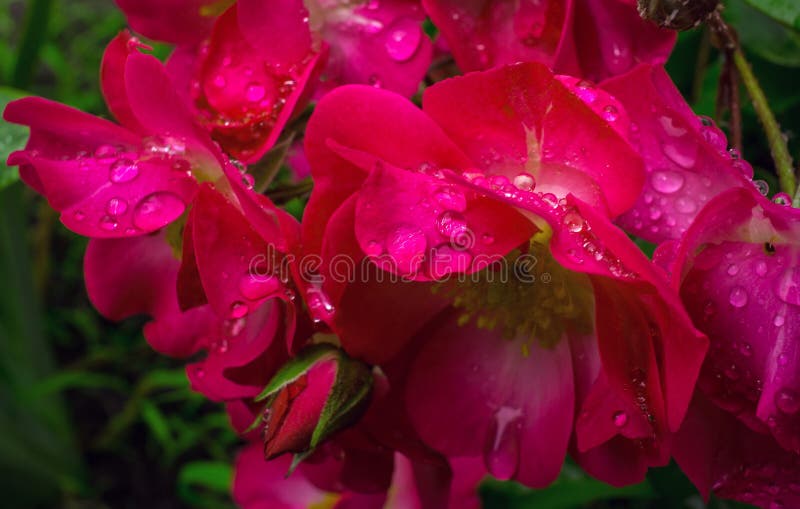 Petals of Pink Roses in the Morning Dew Stock Image - Image of season ...