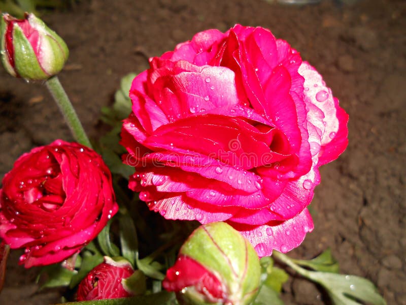 Petals stock photo. Image of bright, dark, fresh, buttercup - 90127312