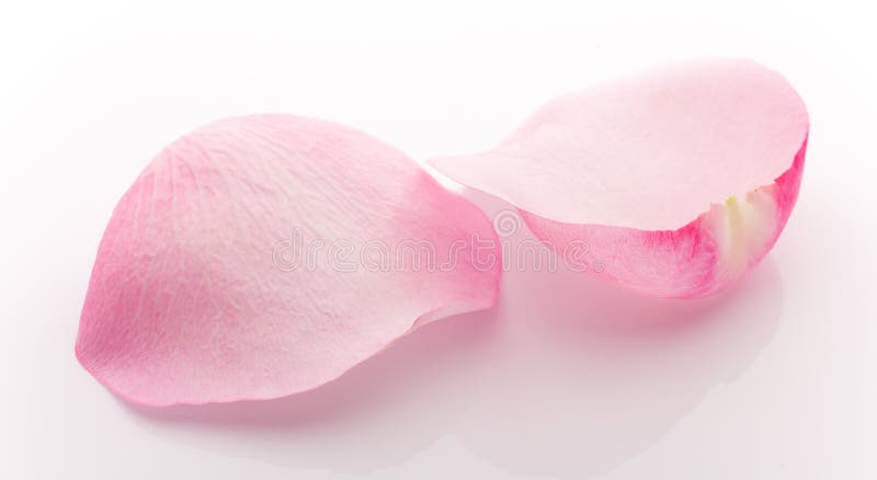 Single rose petal stock photo. Image of delicate, single - 103450