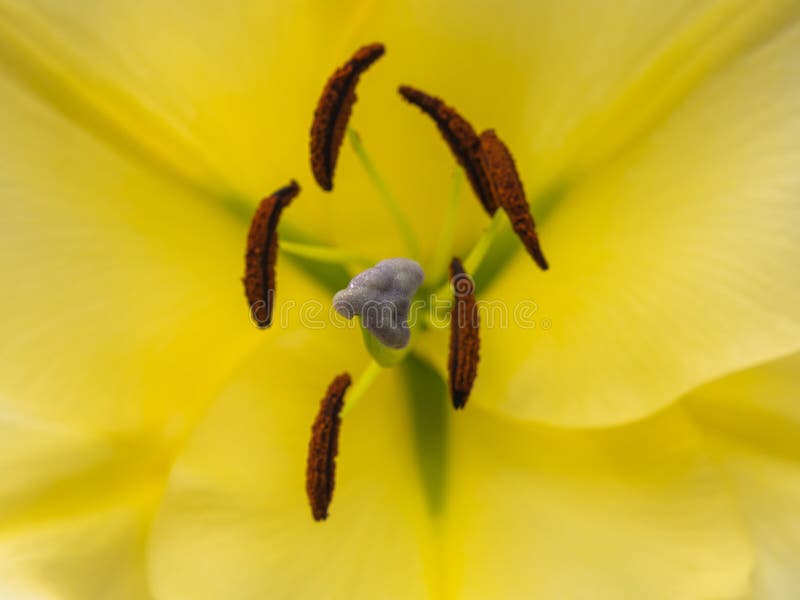 Petals, Stigma and Anthers of a Yellow Lily Stock Photo - Image of ...
