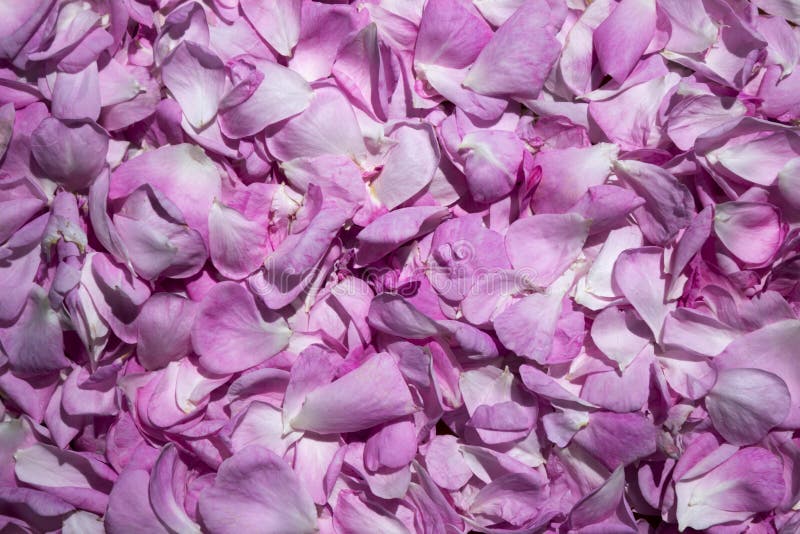 Petals of a Tea Rose, Background. Many Petals of a Gentle Pink Rose ...