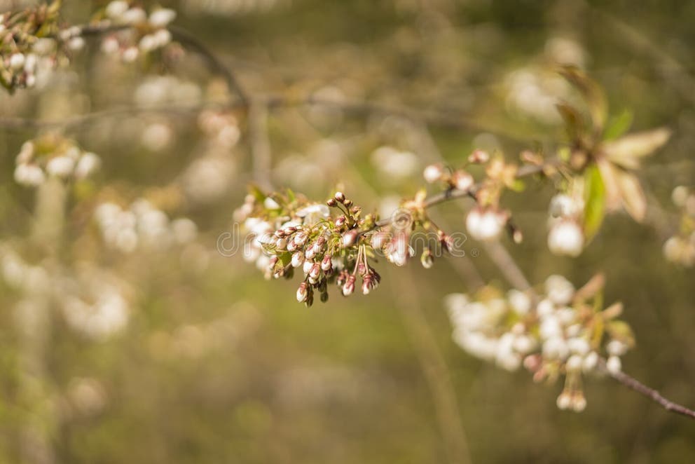Petals on a tree in spring stock image. Image of rural - 78096285