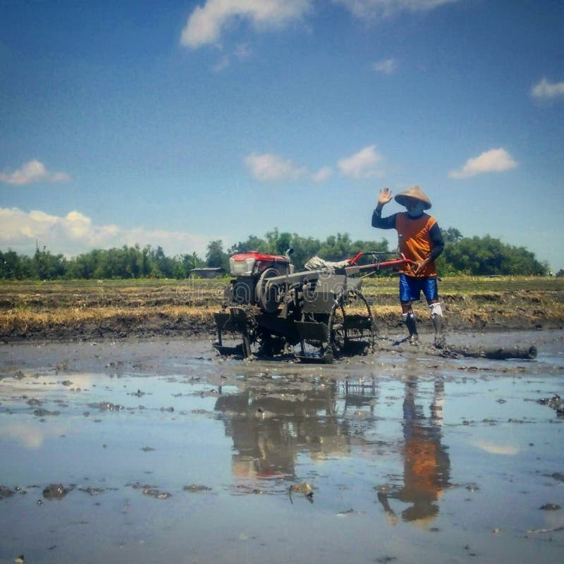 Petani sawah editorial photo. Image of sawah, ricefield - 112771286