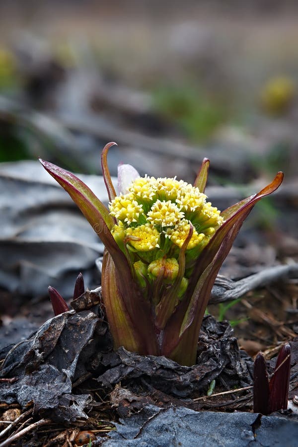 Petasites flower. stock image. Image of detail, spring - 80481393