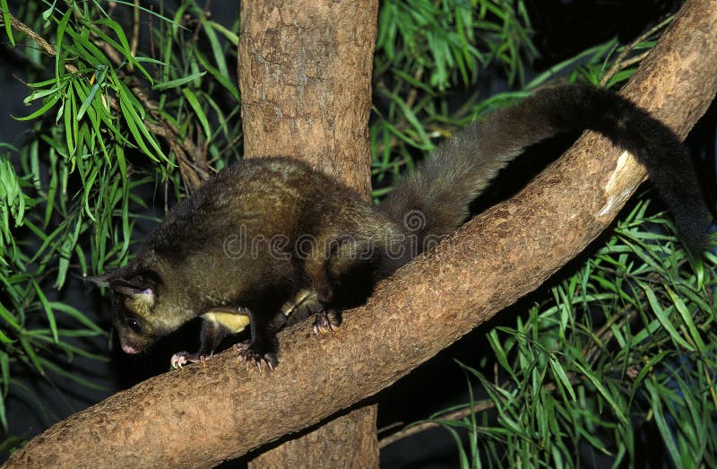 PETAURUS Petaurus Australis Stock Photo - Image of petauridae, outdoor ...