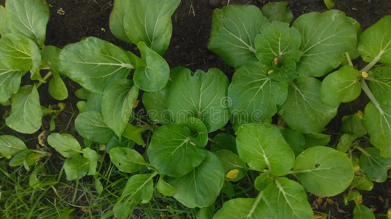 Petchay stock photo. Image of vegetable, green, leafy - 92949200