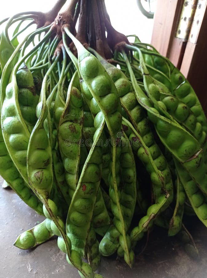 Pete & X22;one of Vegetable from Indonesia& X22; Stock Image - Image of ...