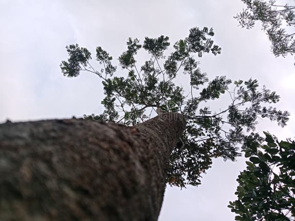 A Pete Tree that Does Not Bear Fruit Stock Photo - Image of tree, fruit ...