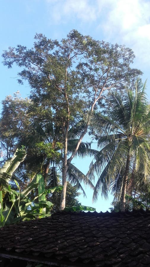 Pete tree in Indonesia stock image. Image of days, morning - 274572949