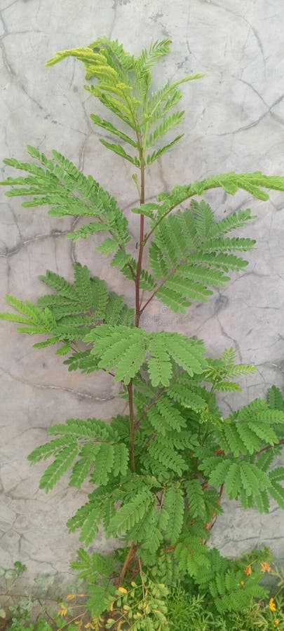 Pete Tree /lamtoro, Pete Jepang Stock Image - Image of jepang, tropical ...