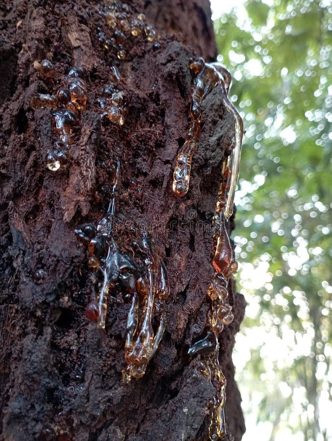 Pete tree sap stock image. Image of nature, insect, autumn - 293115541