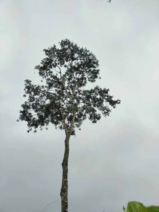 Pete Trees in the Afternoon and Friendly with Nature Stock Image ...