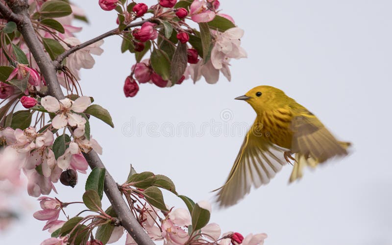 Petecchia Del Setophaga Della Silvia Gialla Fotografia Stock - Immagine ...