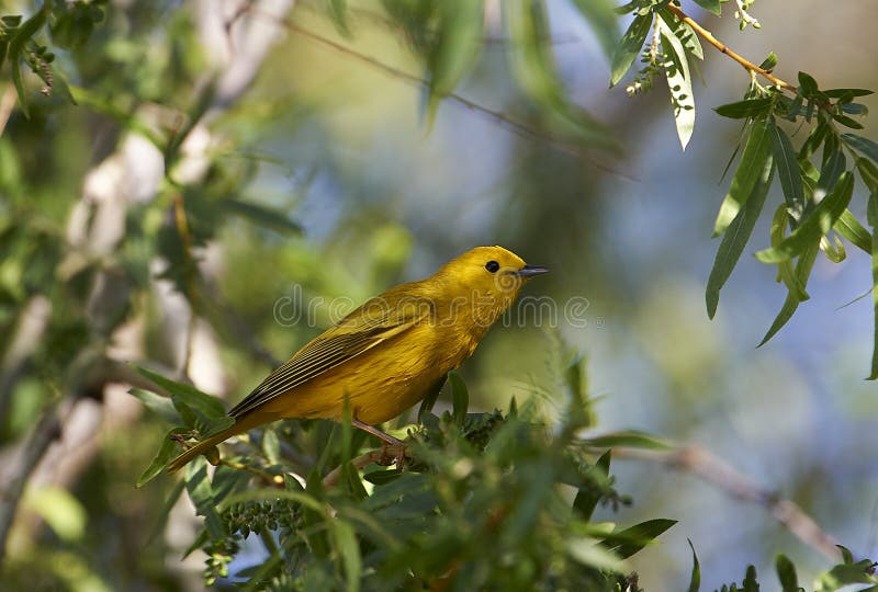 Petechia Americano Do Dendroica Da Toutinegra Amarela Foto de Stock ...