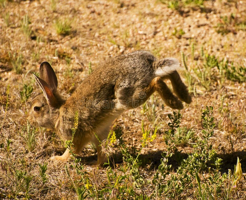 Peter Cottontail stock photo. Image of running, animal - 15063656