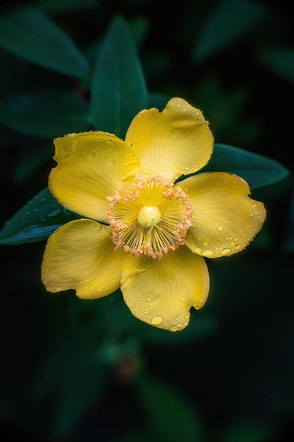 Peter Dummer Hypericum Dummeri Blossom after Rain Stock Photo - Image ...