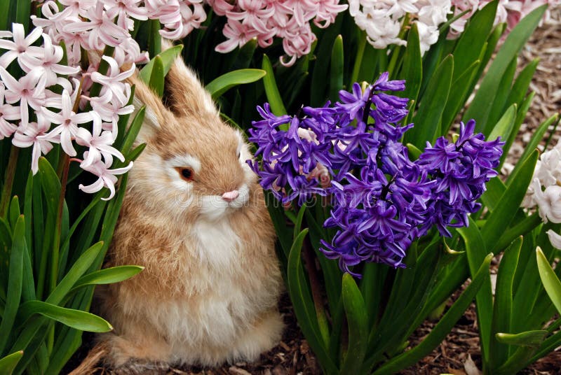 Bunny Rabbit in Spring Hyacinth Stock Photo - Image of hide, soft: 9036688