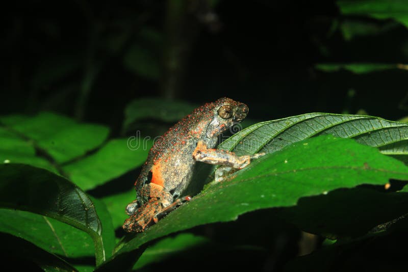 Dwarf Forest Ecosystem Stock Photos - Free & Royalty-Free Stock Photos ...