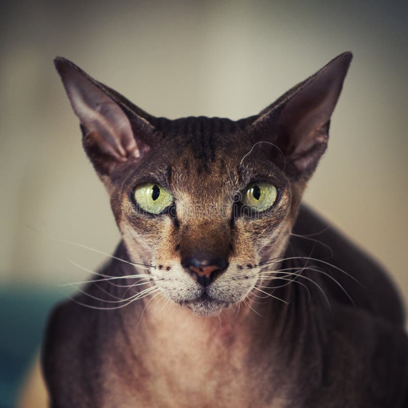 Peterbald cat face stock image. Image of home, adult - 35771297