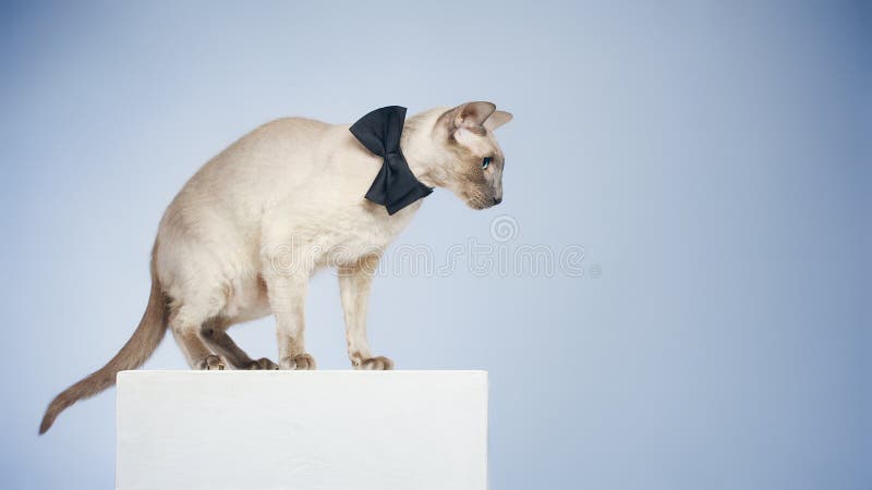 Gray Peterbald Cat, Oriental Shorthair Stock Image - Image of playfully ...