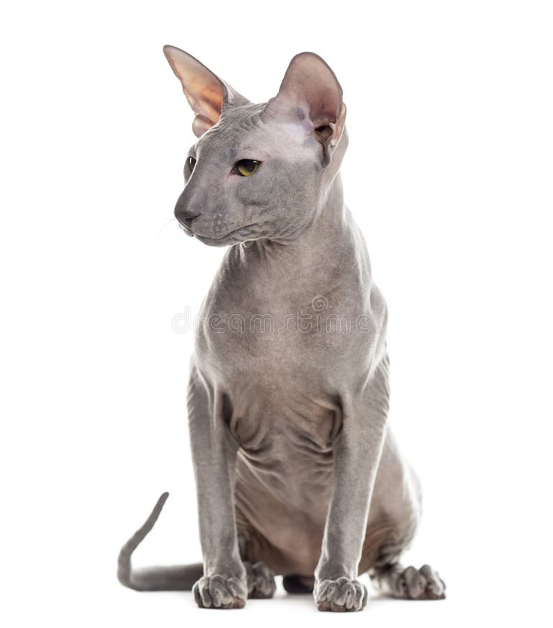 Peterbald Looking at the Camera, Isolated on White Stock Photo - Image ...