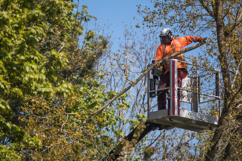 Tree Surgeon in High Vis Clothing in Cherry Picker Working on Poplar ...