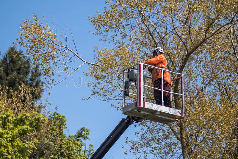 Tree Surgeon in High Vis Clothing in Cherry Picker Working on Poplar ...
