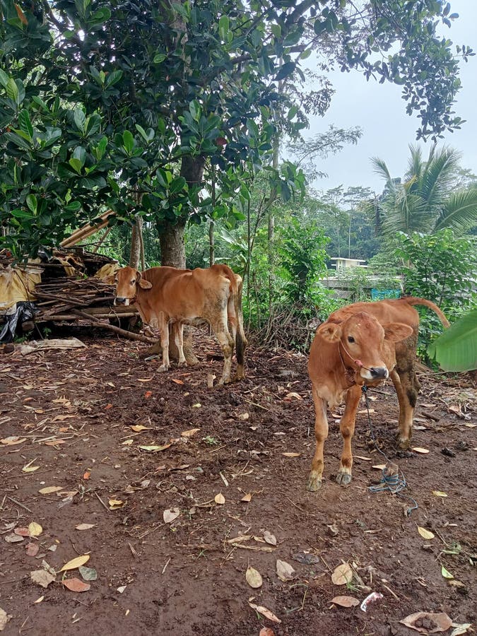 Peternakan sapi rakyat stock photo. Image of tree, jungle - 378857416