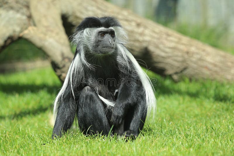 Macaco de colobus angolano foto de stock. Imagem de animal - 120447664