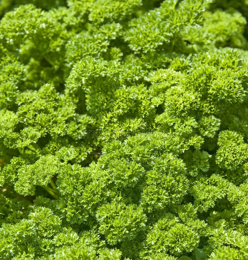 Peterselie Of Tuinpeterselie Petroselinum Crispum, Bloeiende ...