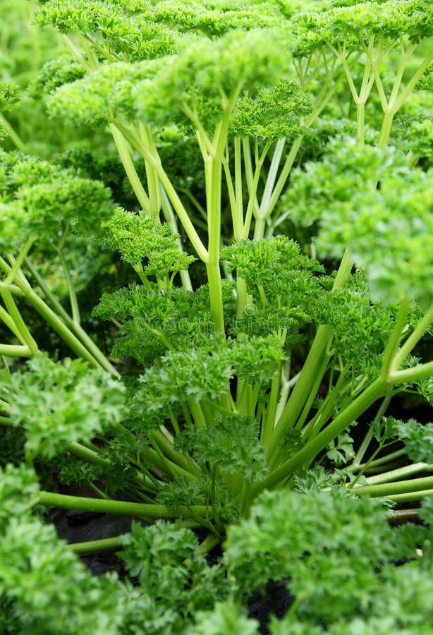 687,456 Petersilie Fotos - Kostenlose und Royalty-Free Stock-Fotos von ...