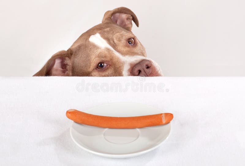 Perro hambriento foto de archivo. Imagen de doméstico - 14187034