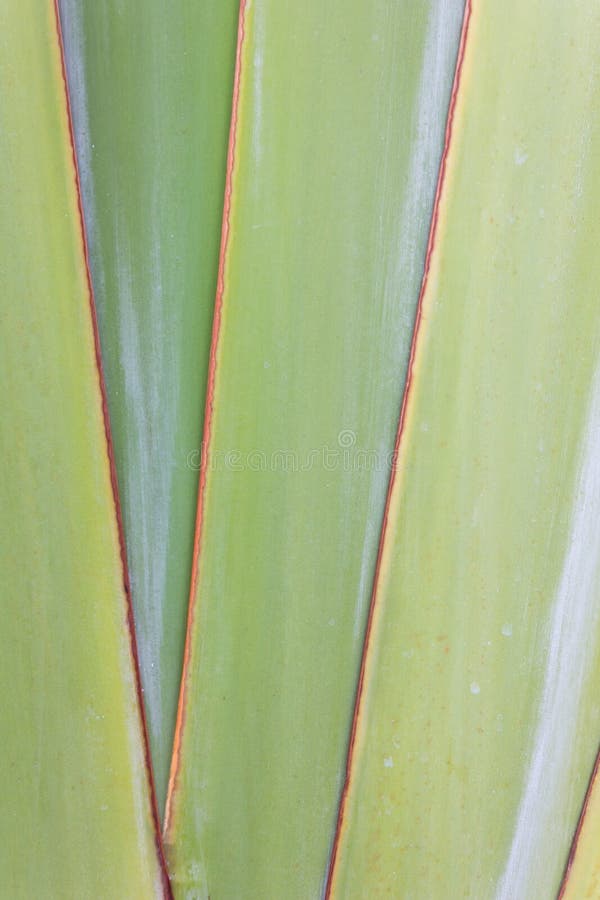 Petiole Pattern of Traveller`s Palm Stock Photo - Image of colorful ...