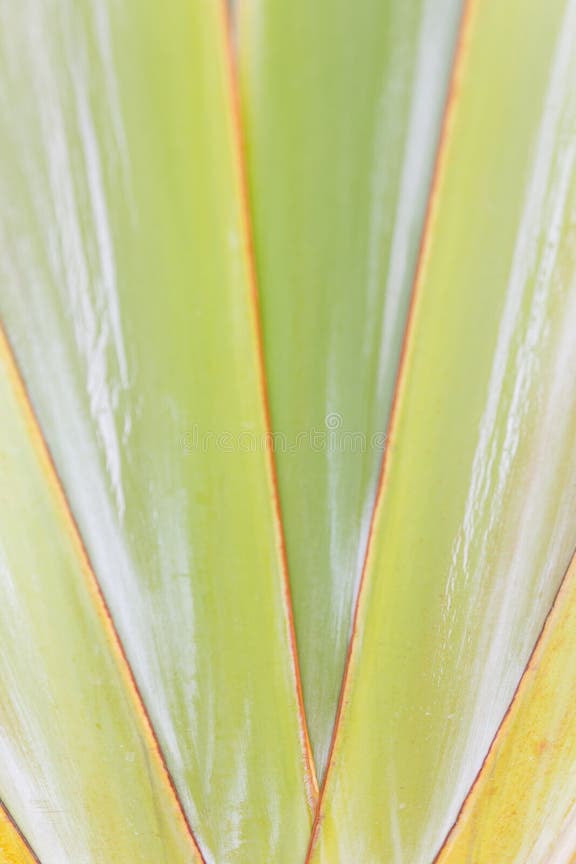Petiole Pattern of Traveller`s Palm Stock Image - Image of ...