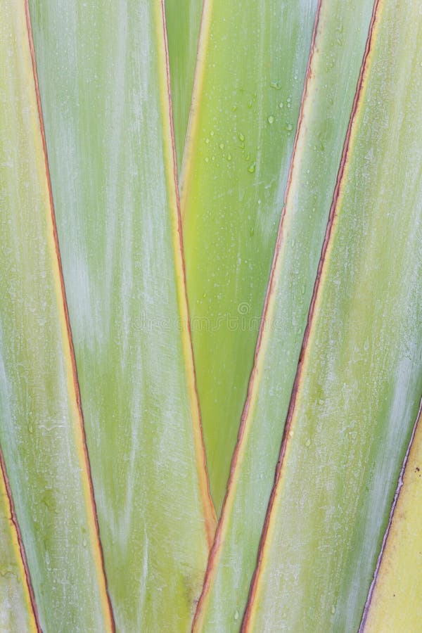 Petiole Pattern of Traveller`s Palm Stock Photo - Image of musaceae ...
