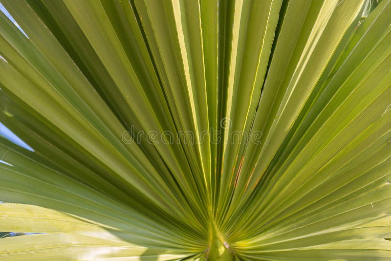 Petiole Pattern of Traveller`s Palm and Leaf Stock Image - Image of ...