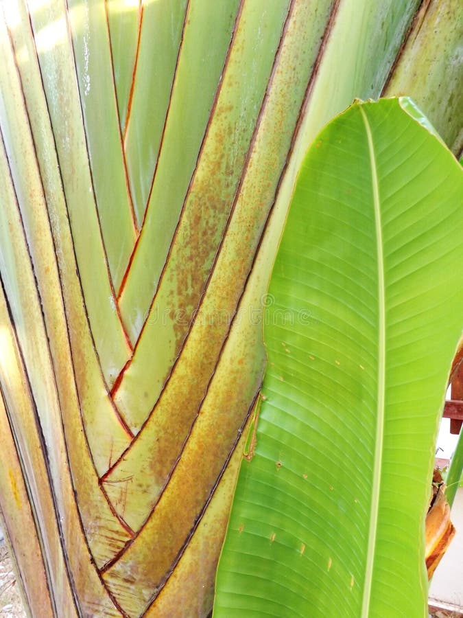 Traveller`s Palm, Traveller`s Tree, Pokok Travelers or Pisang Kipas ...
