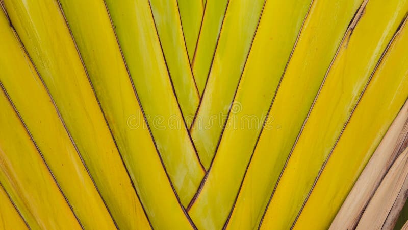 Petiole Pattern of Traveller`s Palm Leaves Stock Image - Image of ...