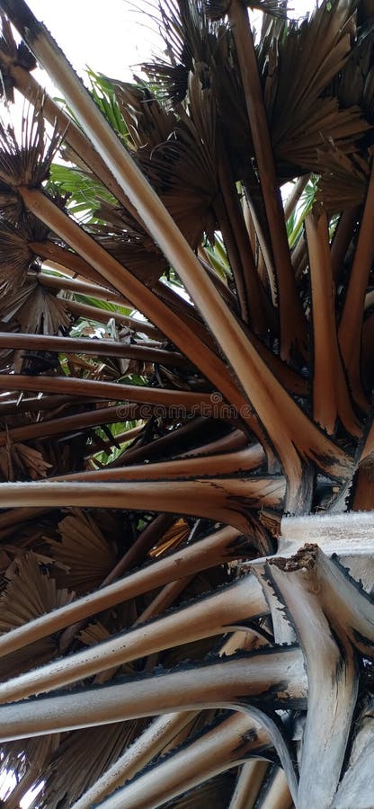 432 Palm Petiole Stock Photos - Free & Royalty-Free Stock Photos from ...