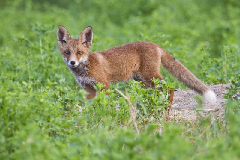 Petit Animal Curieux De Renard Photo stock - Image du nature, faune ...
