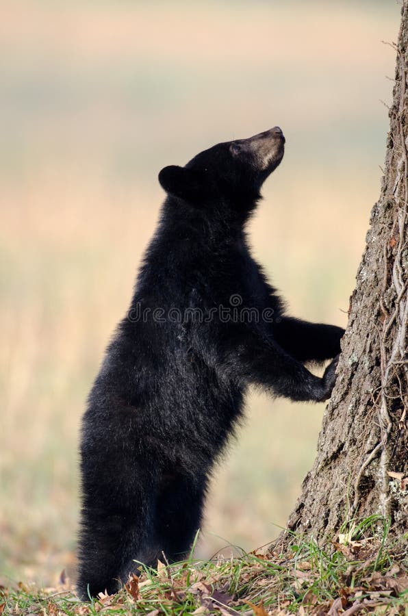 Petit Animal D'ours Noir Américain Image stock - Image du nature ...